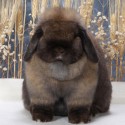 Luv Lops Rabbitry — Holland Lops of Show Quality and Color