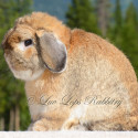 Luv Lops Rabbitry — Holland Lops of Show Quality and Color