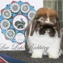 Luv Lops Rabbitry — Holland Lops of Show Quality and Color